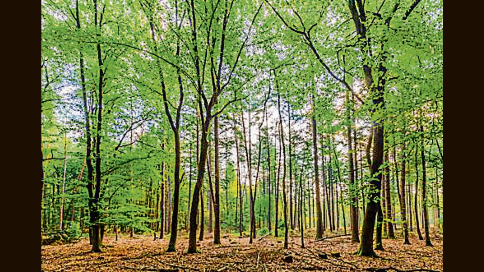 Forest department takes possession of 43 acres of land in Patiala ...