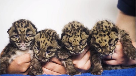 Forest department rescues, reunites four leopard cubs with mother ...