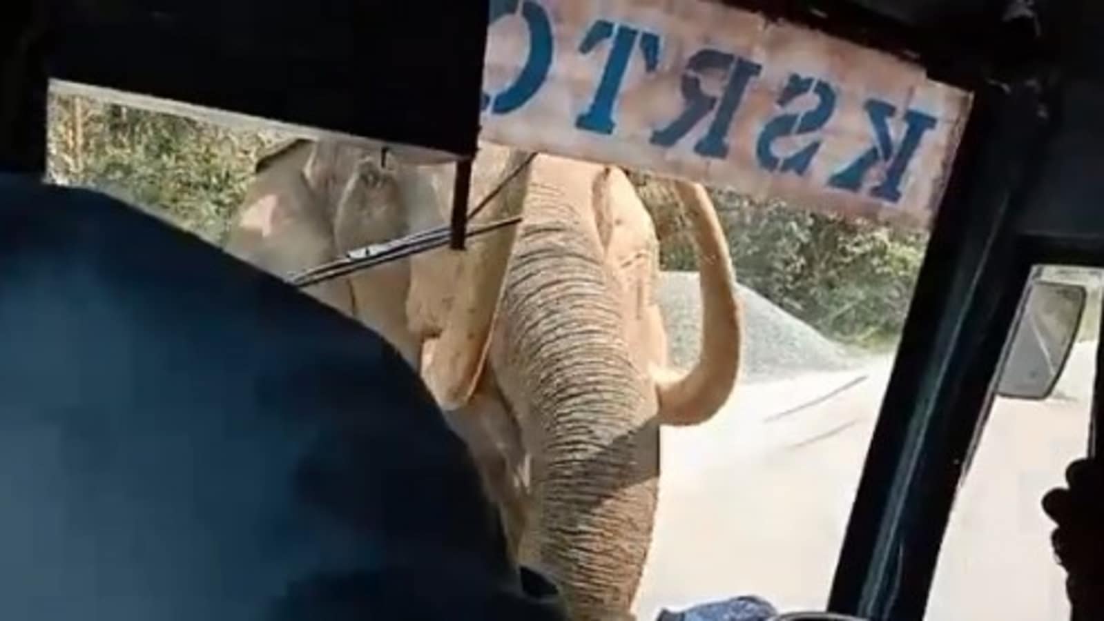 Driver keeps his cool as elephant gets too close to bus, cracks ...