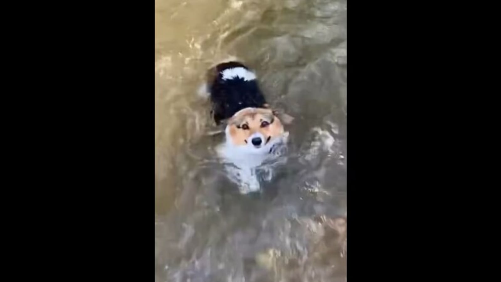 Human saves cute doggo who floats away in a stream but won’t ‘alarm ...