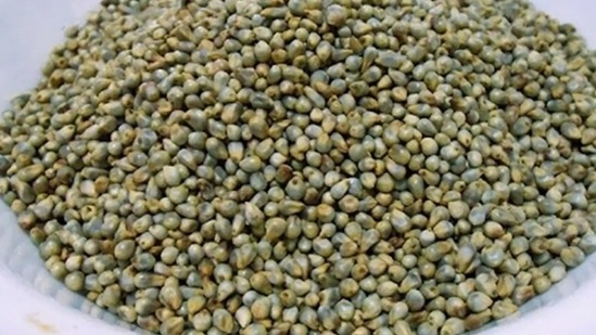 Weight loss to strong bones; 6 reasons to add jowar or sorghum to your ...