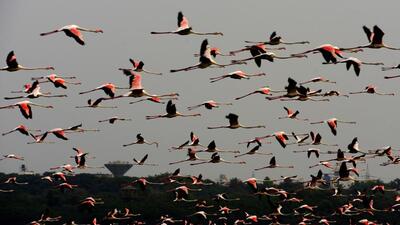 To prevent Flamingo collision: Power companies asked to install bird ...