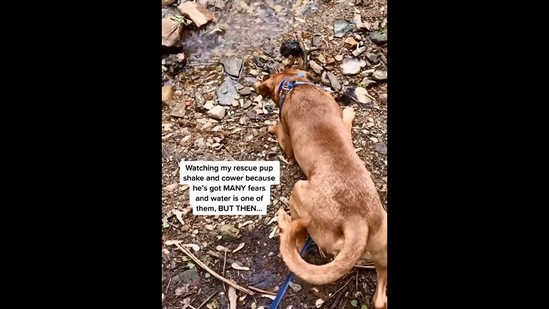 Rescued dog afraid of water finally manages to cross a stream. Watch ...