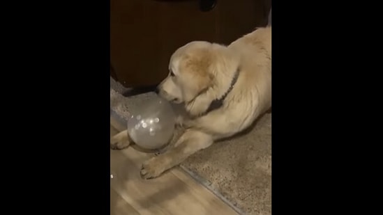 Dog’s new ‘friend’ a balloon pops, pooch’s reaction to it will make you ...