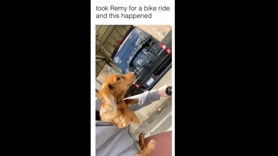Dog tries to help its human while on a bicycle ride. Watch adorable ...