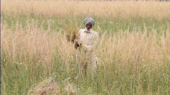 Rabi diversification pays dividends to farmers as mustard prices at all ...
