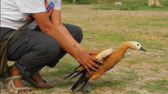 BNHS to tag 2,000 birds to study migratory route | Mumbai news