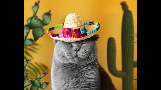 Clawing the system with meowist rebels - Hindustan Times