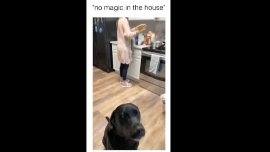 Dog quickly snatches stick from man who was pretending to do magic ...