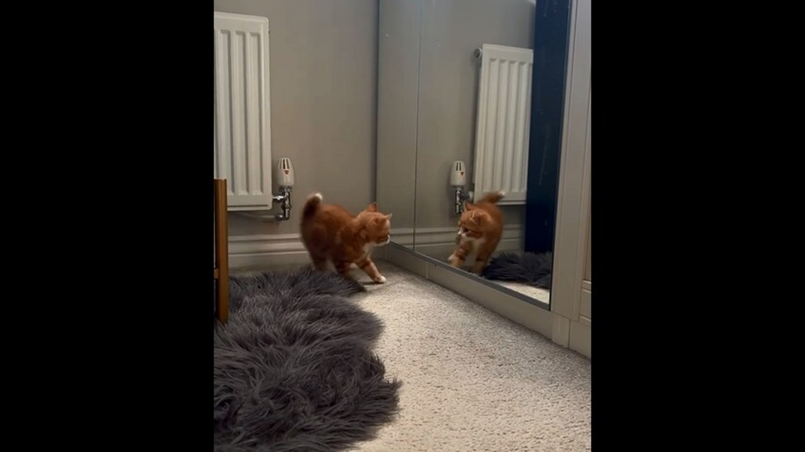 Cat discovers its own reflection, gets confused. Seen video yet? | Trending