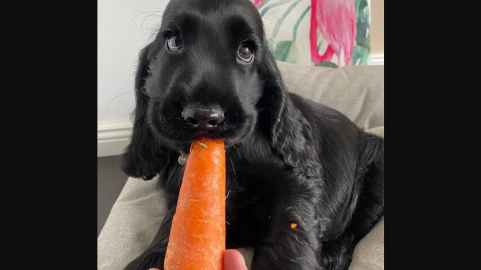 Once a week, this 'happy' dog gets to nibble on his favourite vegetable ...