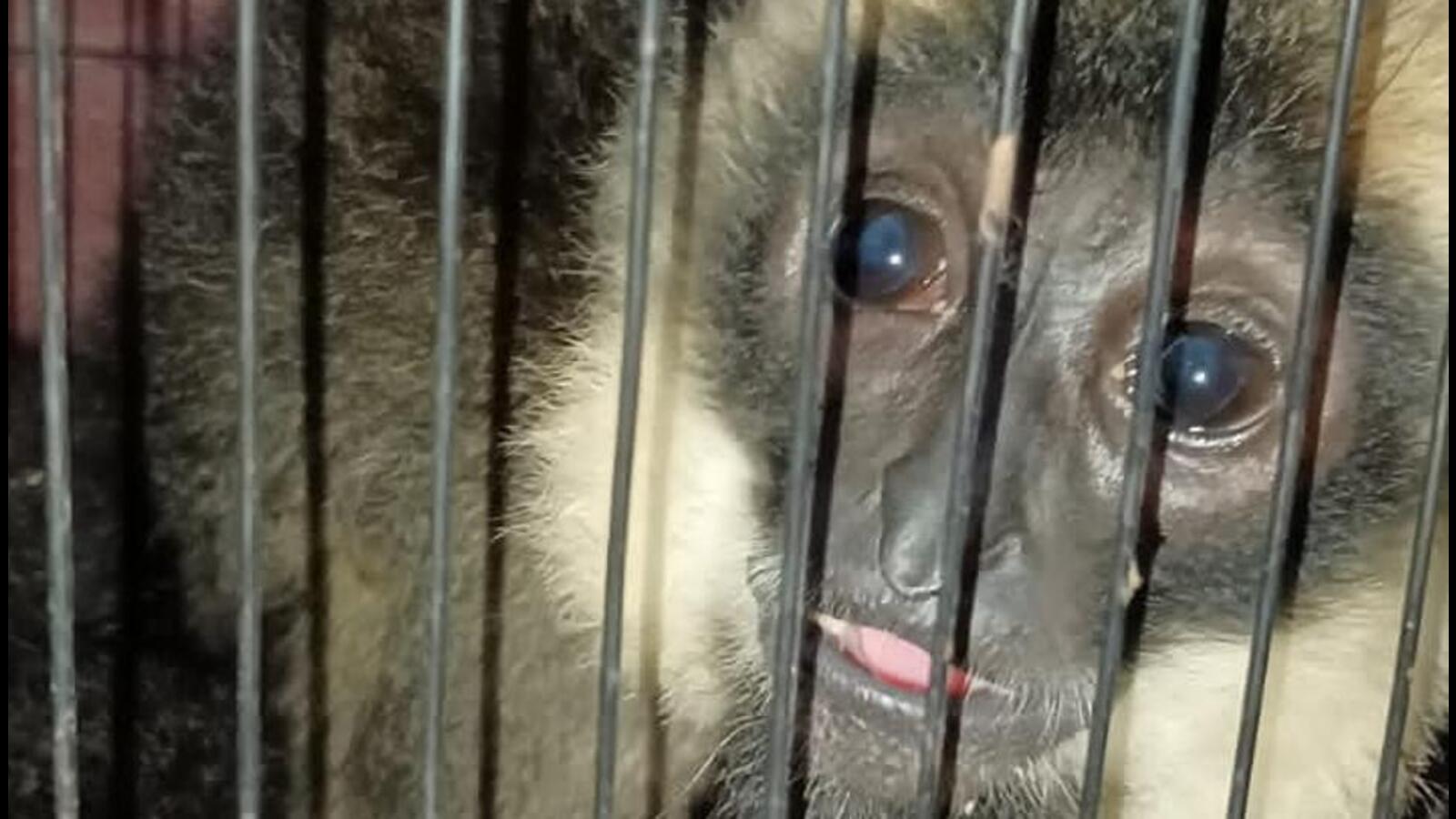 Exotic monkeys, wallaby rescued in Assam | Latest News India ...