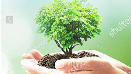 Mohali | GMADA’s urban forest project gasping for air - Hindustan Times