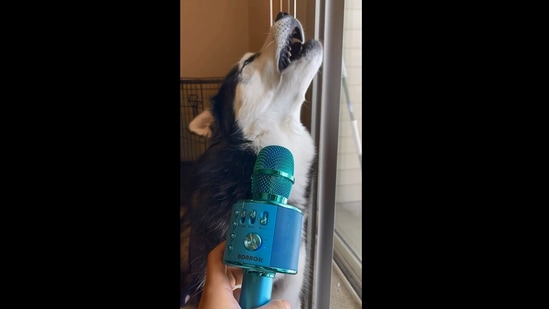 Dog’s ‘singing’ performance that ends with a cute nose boop is adorably ...