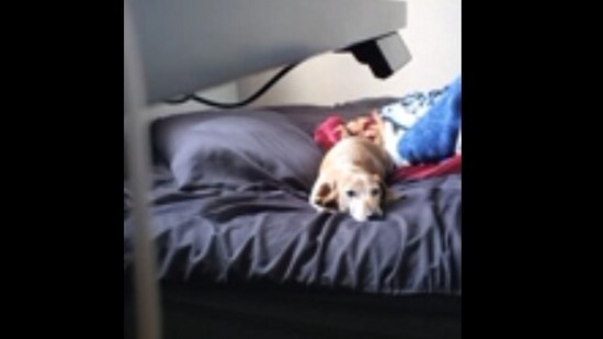 Dog wags his tail each time he makes eye contact with human. Watch ...