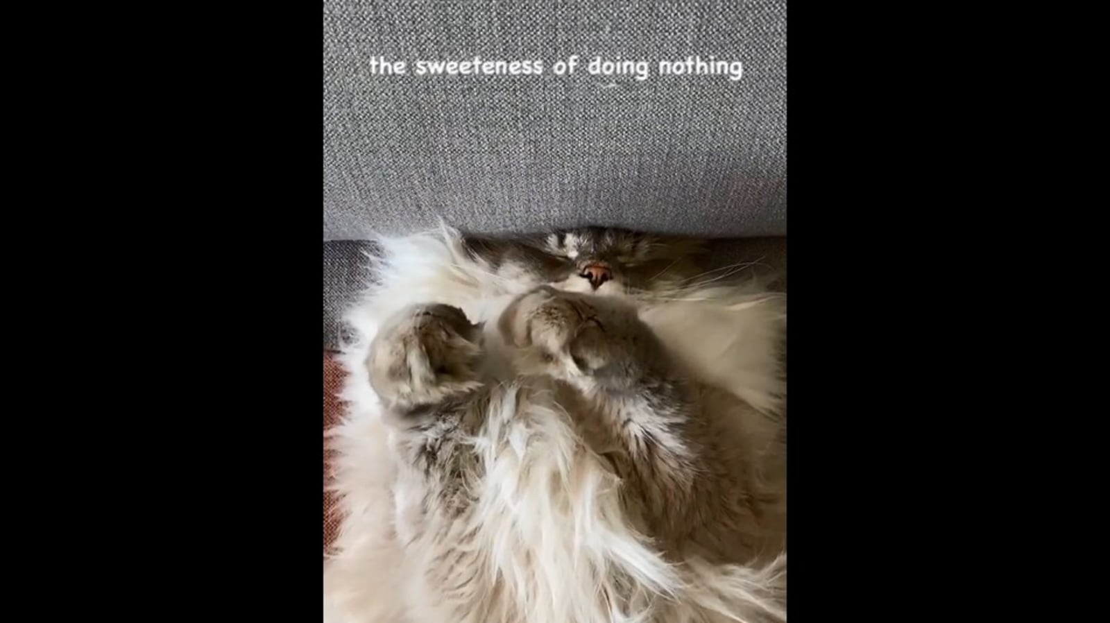 Cat shows how to enjoy while doing nothing. Watch and learn | Trending