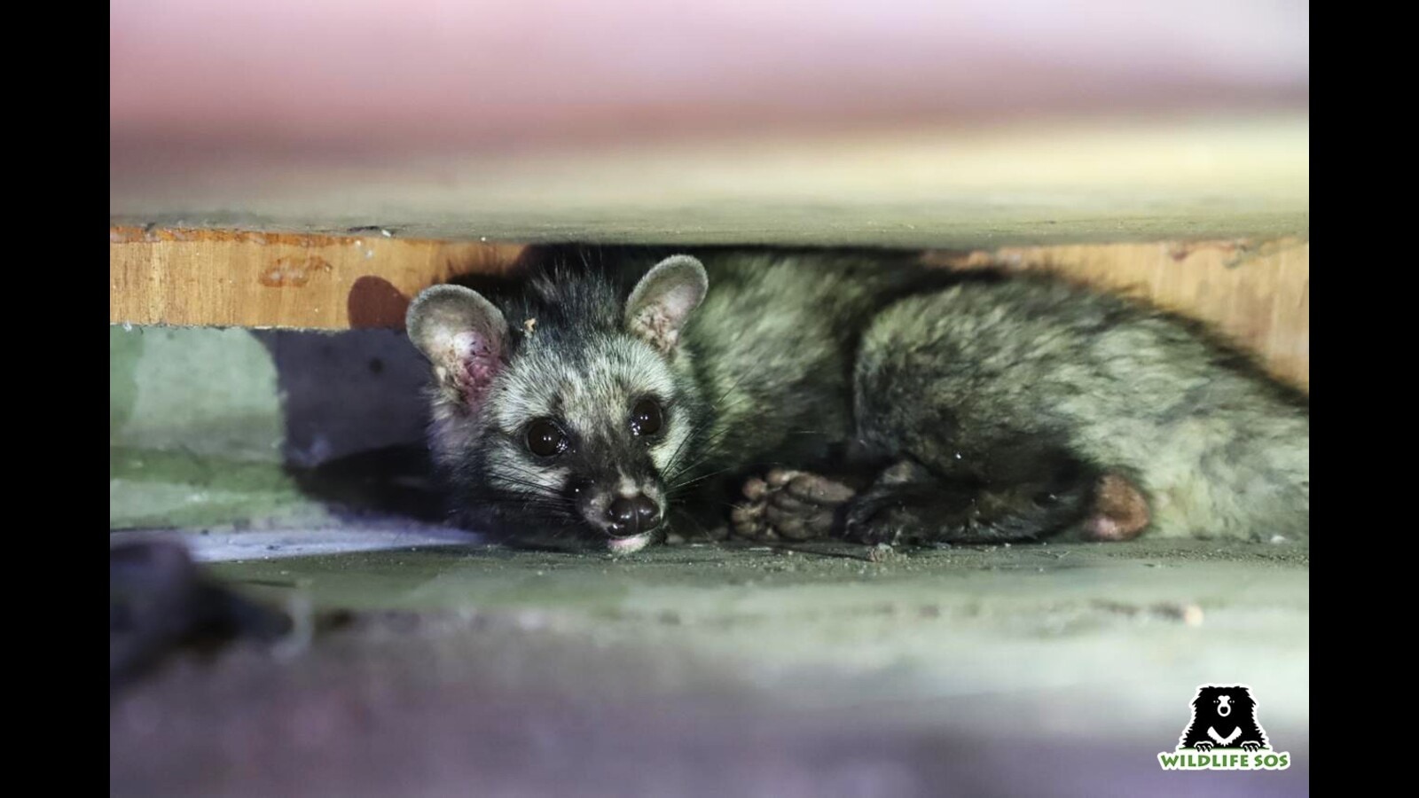 Civet cat rescued from Agra shoe-making unit - Hindustan Times