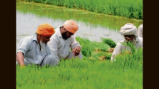 Traditional paddy sowing divided in four phases in Punjab | Hindustan Times
