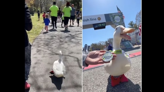 Duck runs a marathon in New York. Watch how it finished the race ...