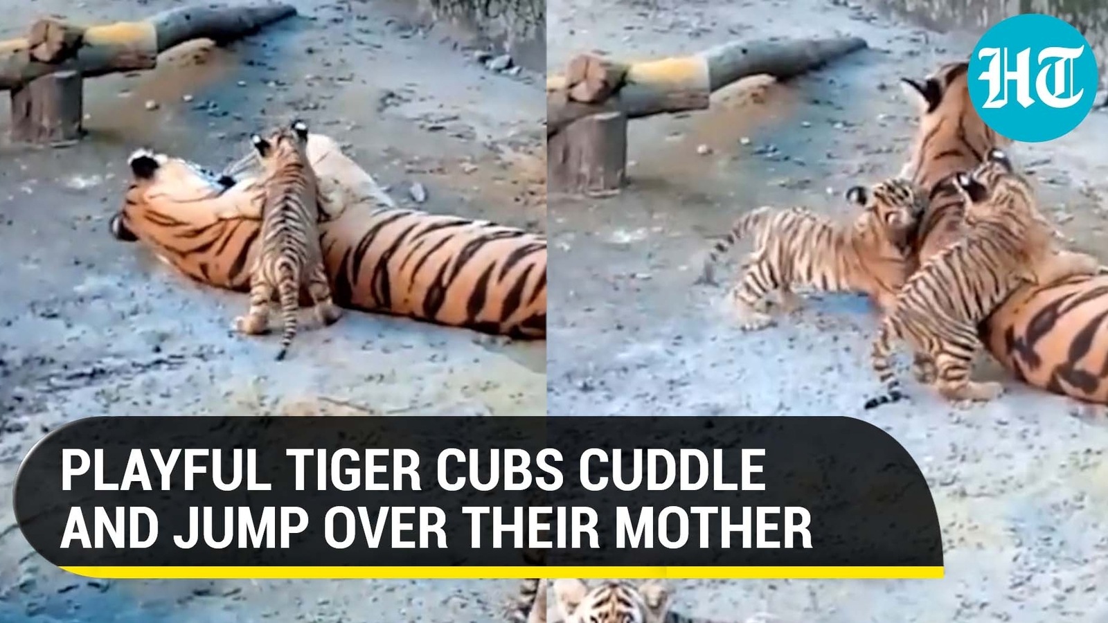 Netizens adore tiger cubs' antics as they jump over mother, who rolls ...