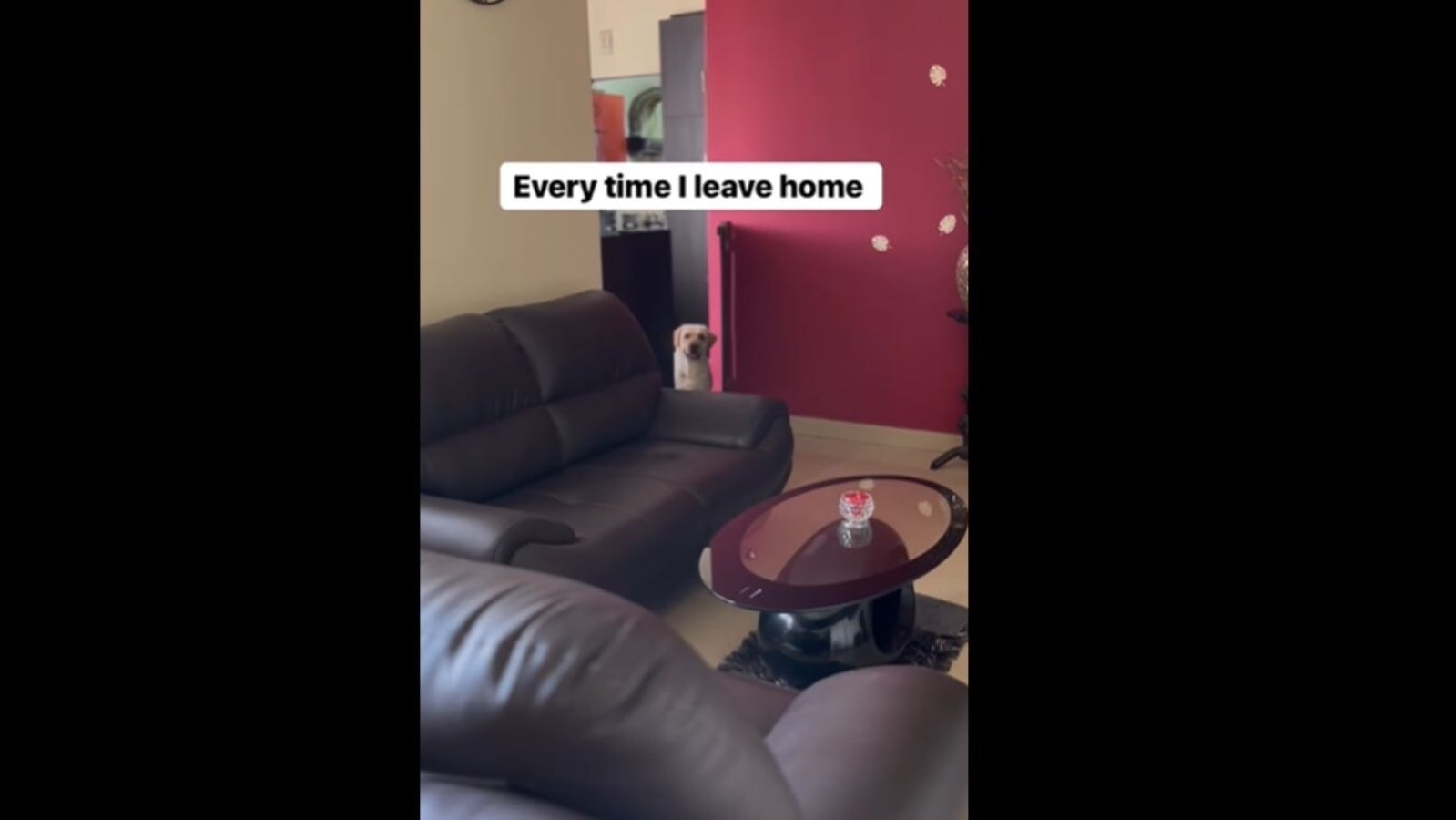 Golden Retriever dog tries to guilt-trip owner when she leaves him ...