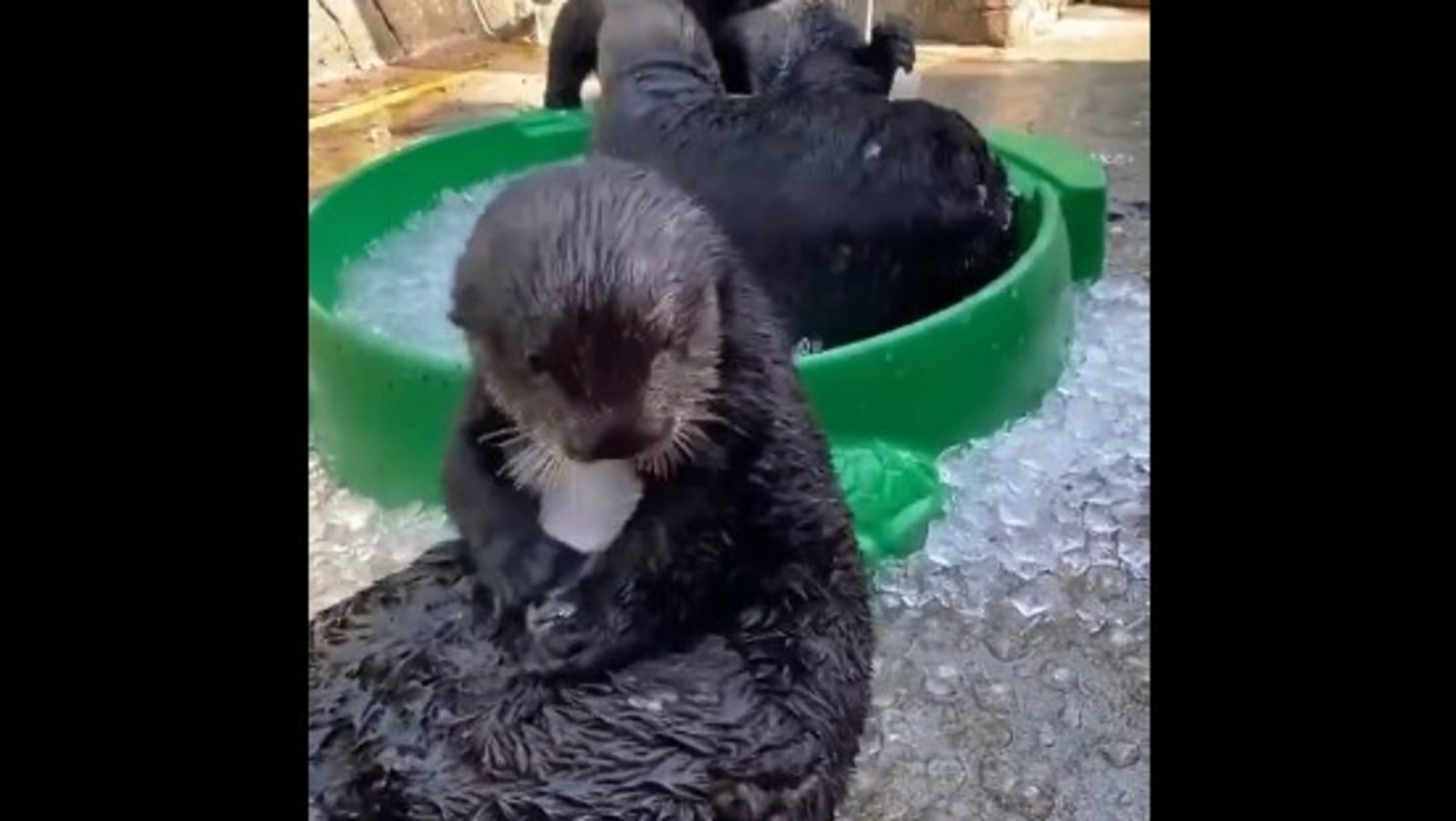 Otters show how to beat the heat, play with ice cubes. Watch | Trending