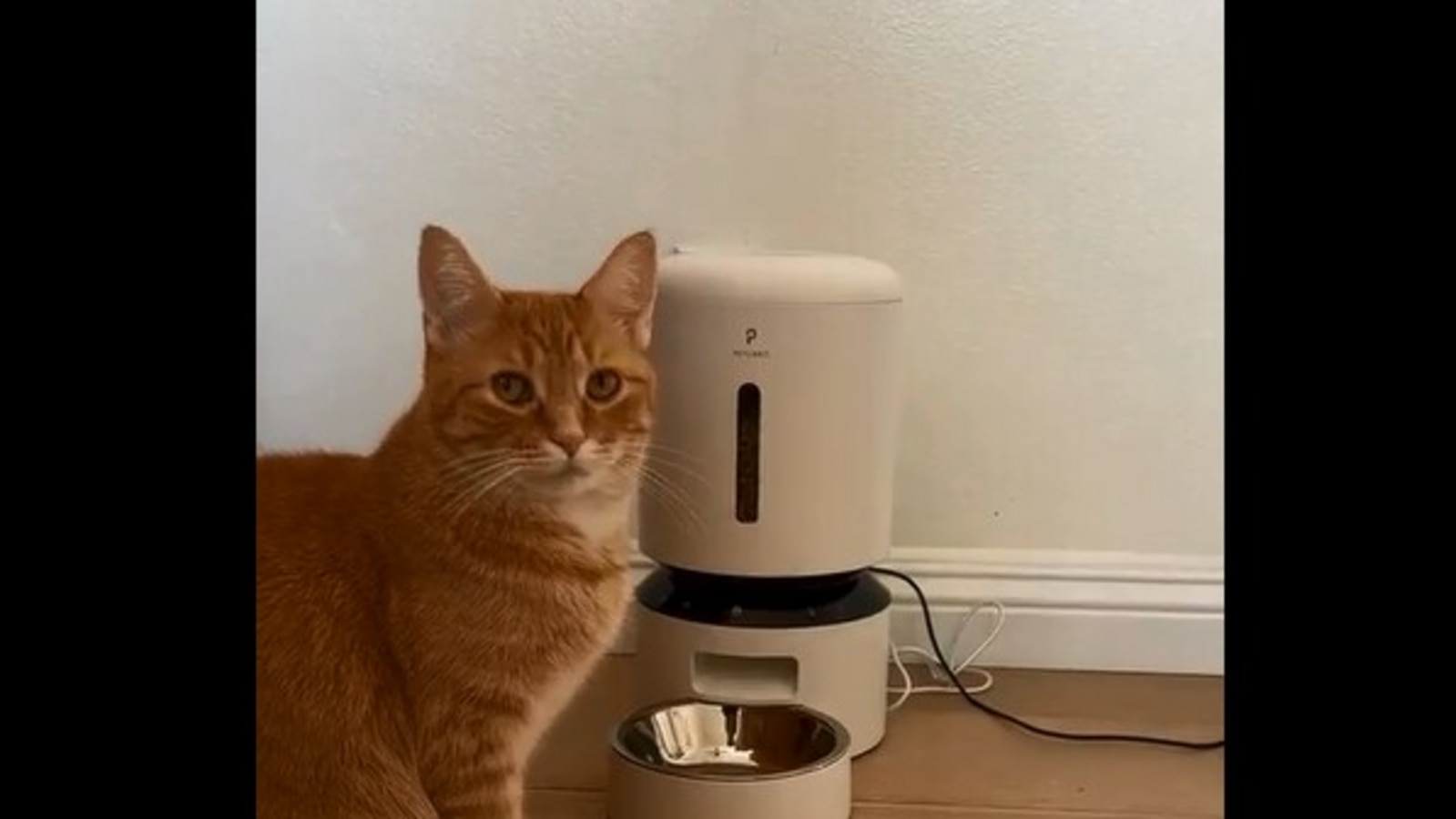Cat sits by automatic feeder and stares at human. Hilarious video shows ...