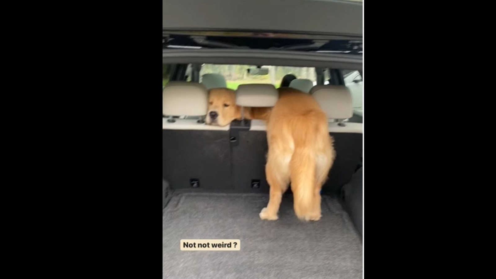 Dog gets stuck in boot of car and it’s adorable and hilarious to watch ...