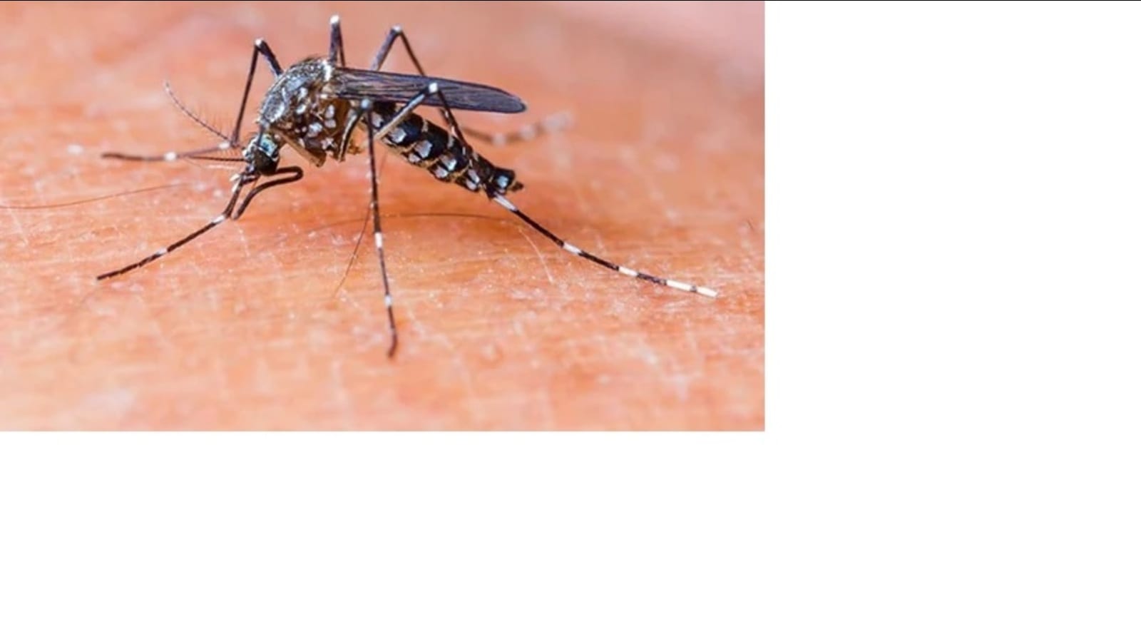 ‘Rapid response teams formed at block level to combat dengue ...