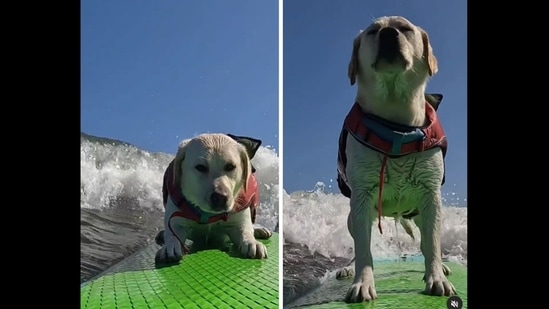 Dog dodges waves on a paddleboard alone like a pro surfer. Video goes ...