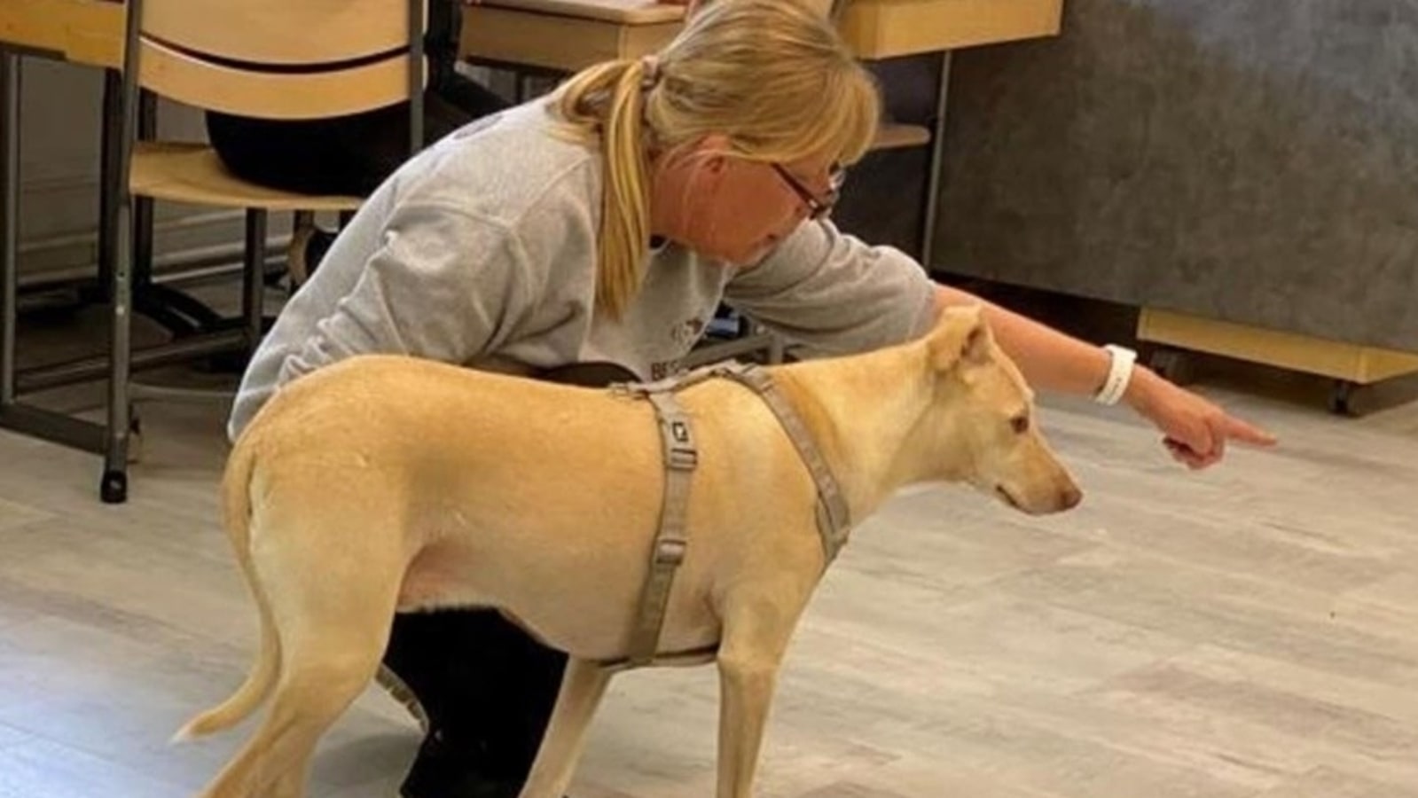 A Sniffer Dog Meaning