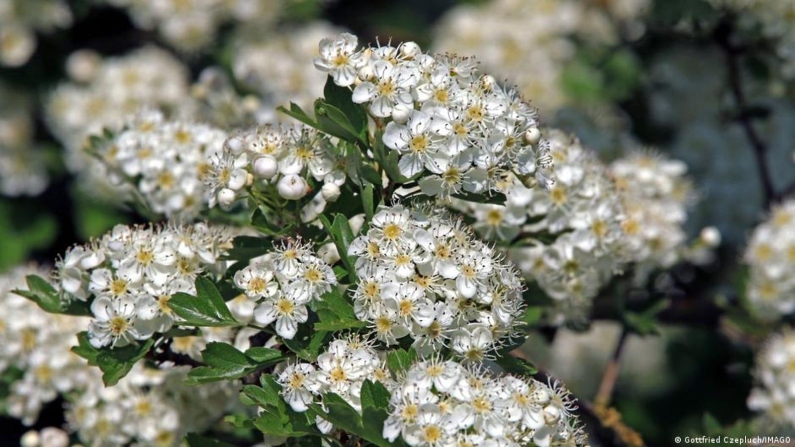 Herbal medicines that really work | Health