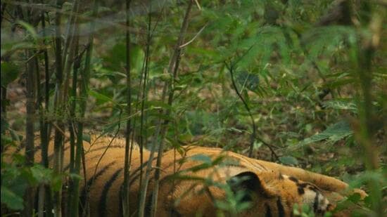 Waghdoh, one of the oldest tigers of Tadoba reserve dies at 18 | Mumbai ...