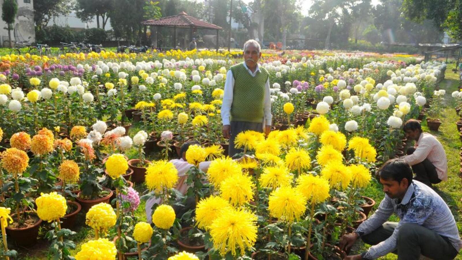 Air-borne pollen poses occupational health risks to gardeners: PU ...