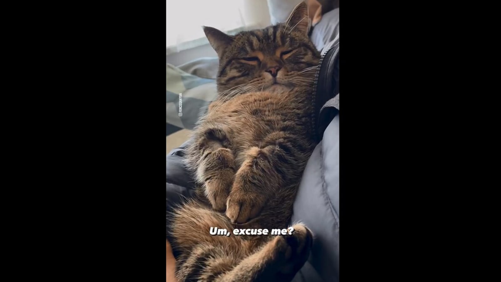 Cat’s instant change in expression to human saying ‘Excuse me’ is ...