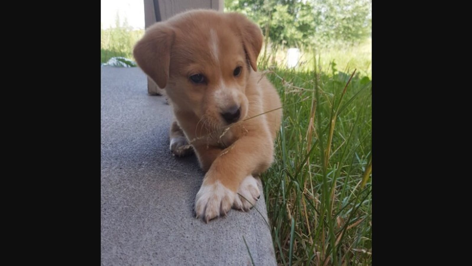 Dog’s attempt at modelling on the porch fails but she still looks ...