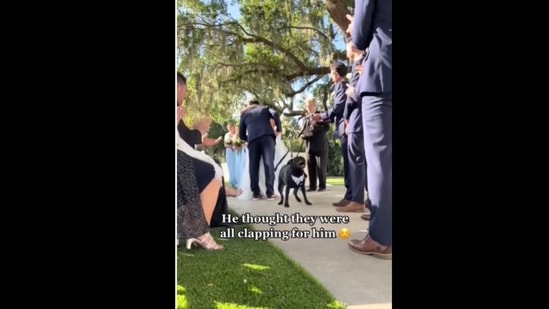Dog thinks wedding guests are applauding it when they clap for newlywed ...