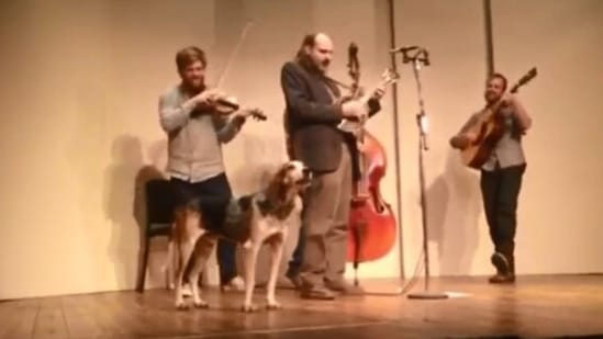 Dog sleeping backstage suddenly wakes up, decides to join band and ...