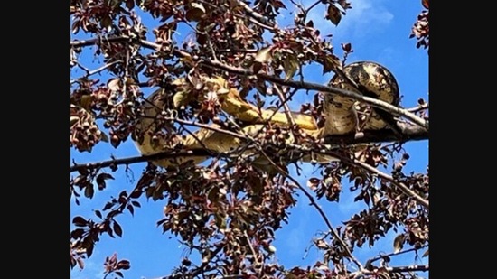 Six-foot-long pet snake escapes, climbs a tree and gets stuck. Pics ...