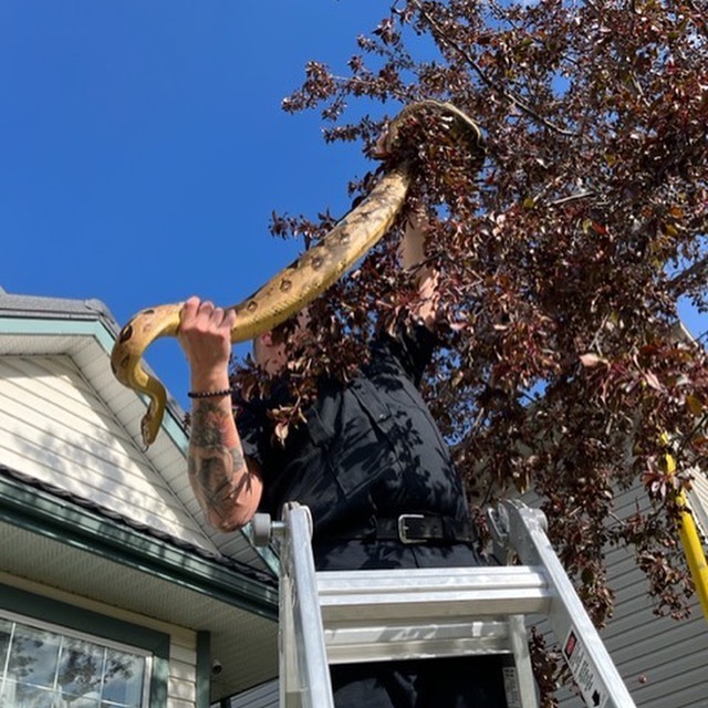 Six-foot-long pet snake escapes, climbs a tree and gets stuck. Pics ...