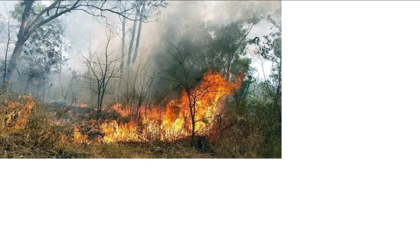 Forest staff get trained to douse fire without water | Hindustan Times