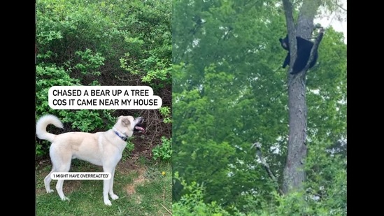 Bear climbs up a tree after being chased by two pet dogs. Watch | Trending