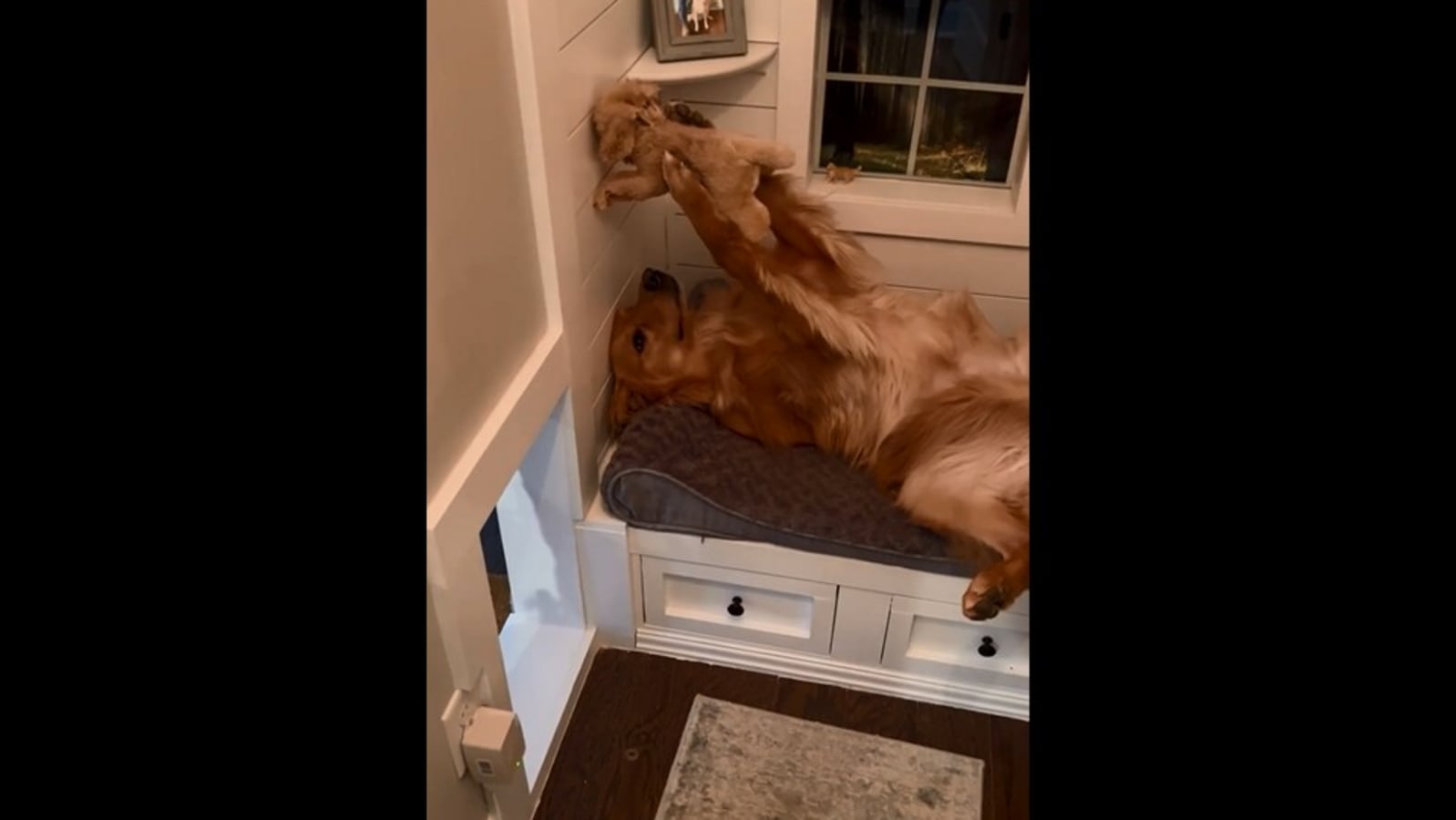 Human thinks this golden retriever dog ‘recreated’ a scene from The ...