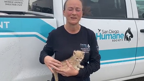 Adorable kitten gets saved from a wildfire, gets petted by rescuer ...