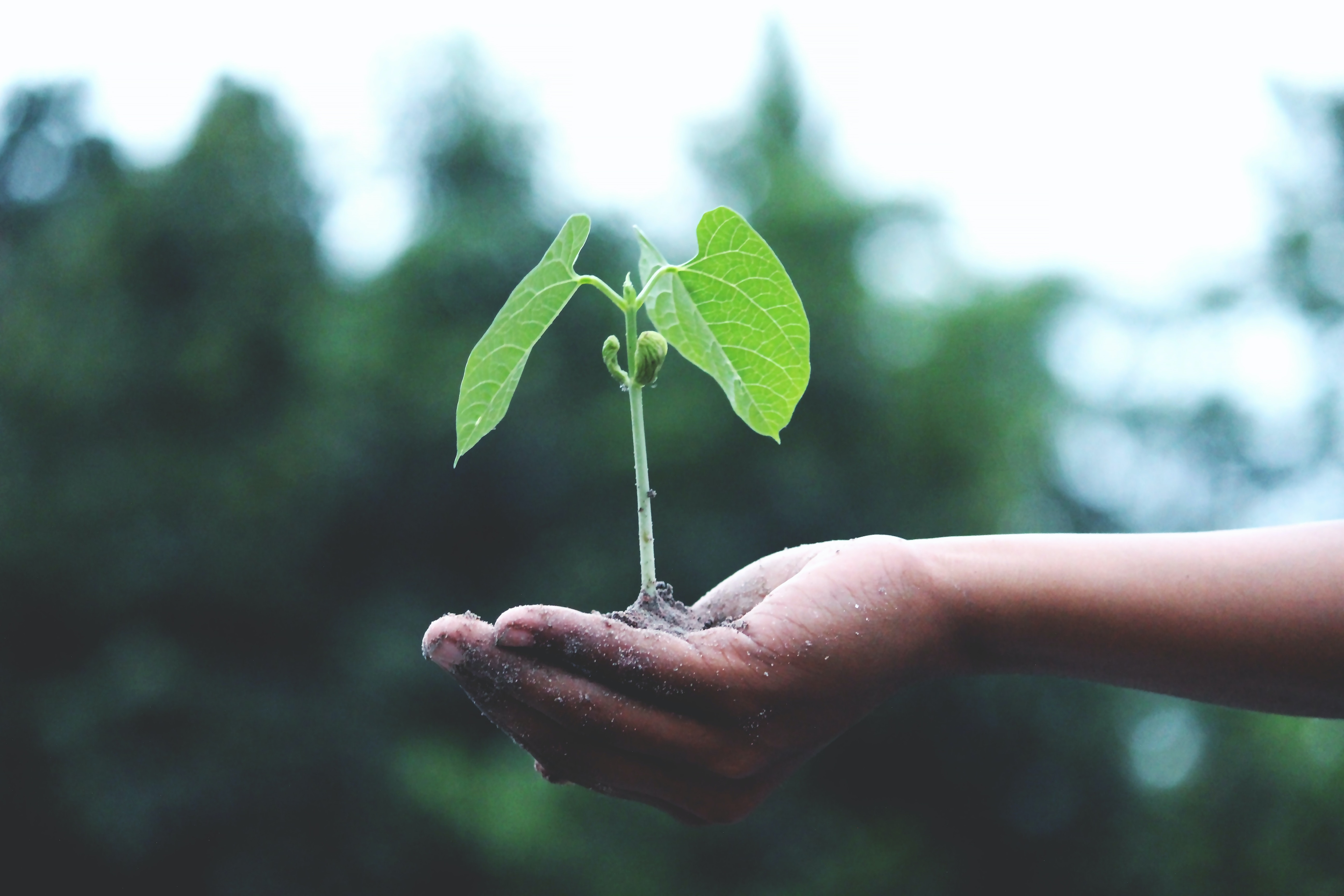 Tree planting in open ecosystems has few benefits | Hindustan Times