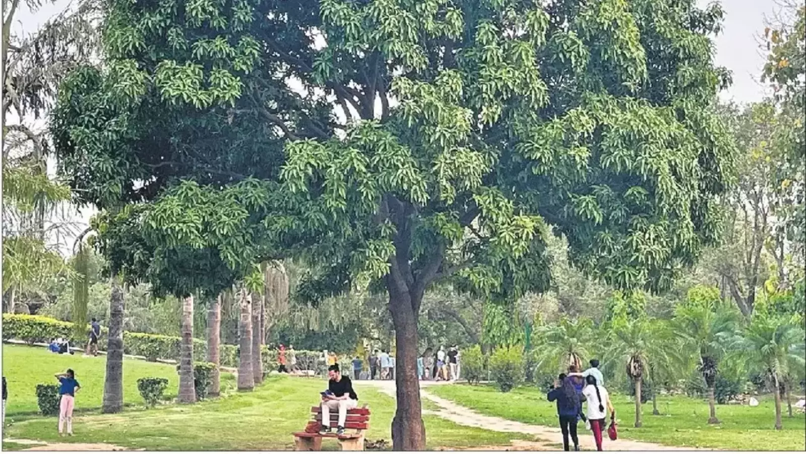 Delhiwale: The happy tree | Latest News Delhi - Hindustan Times