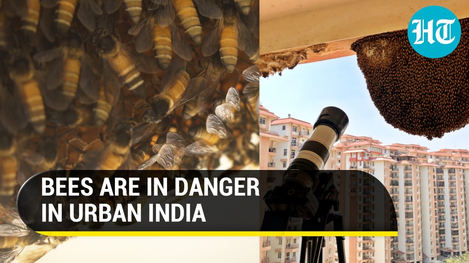 Bees are in danger in urban India | Hindustan Times