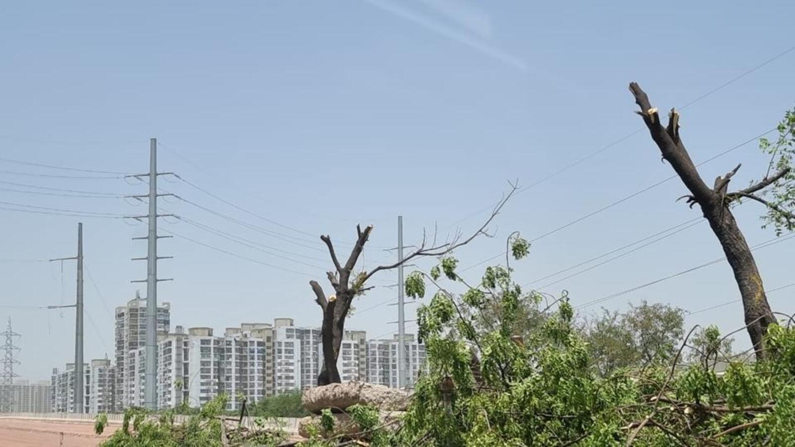 Noida authority fells 30 trees on World Environment Day | Hindustan Times