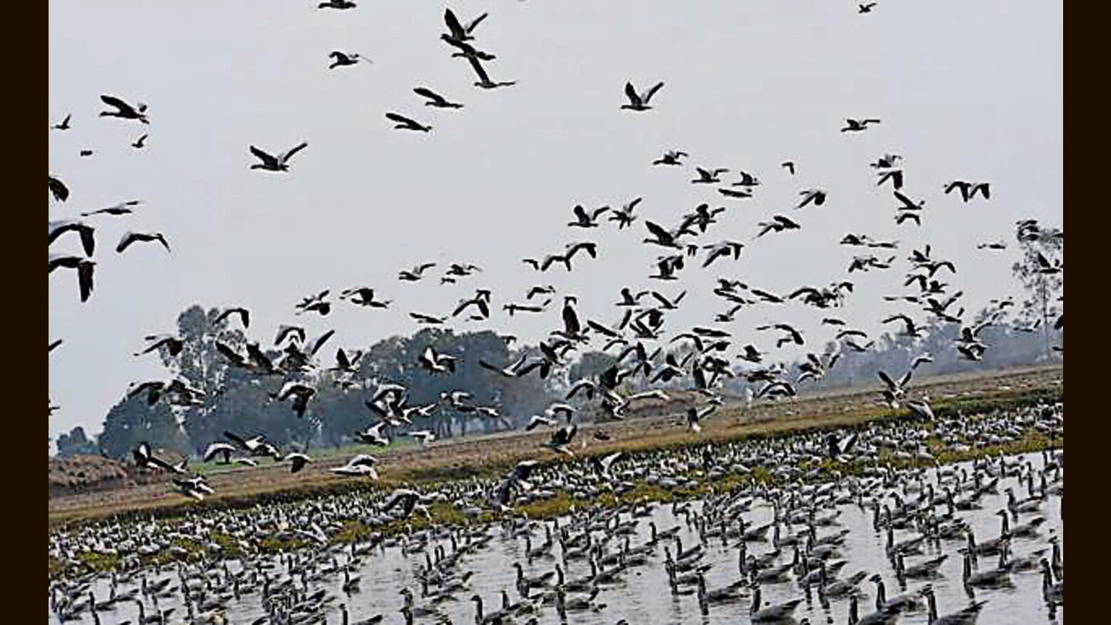 Soon, first-of-its-kind bird festival to be held in Kashmir valley ...