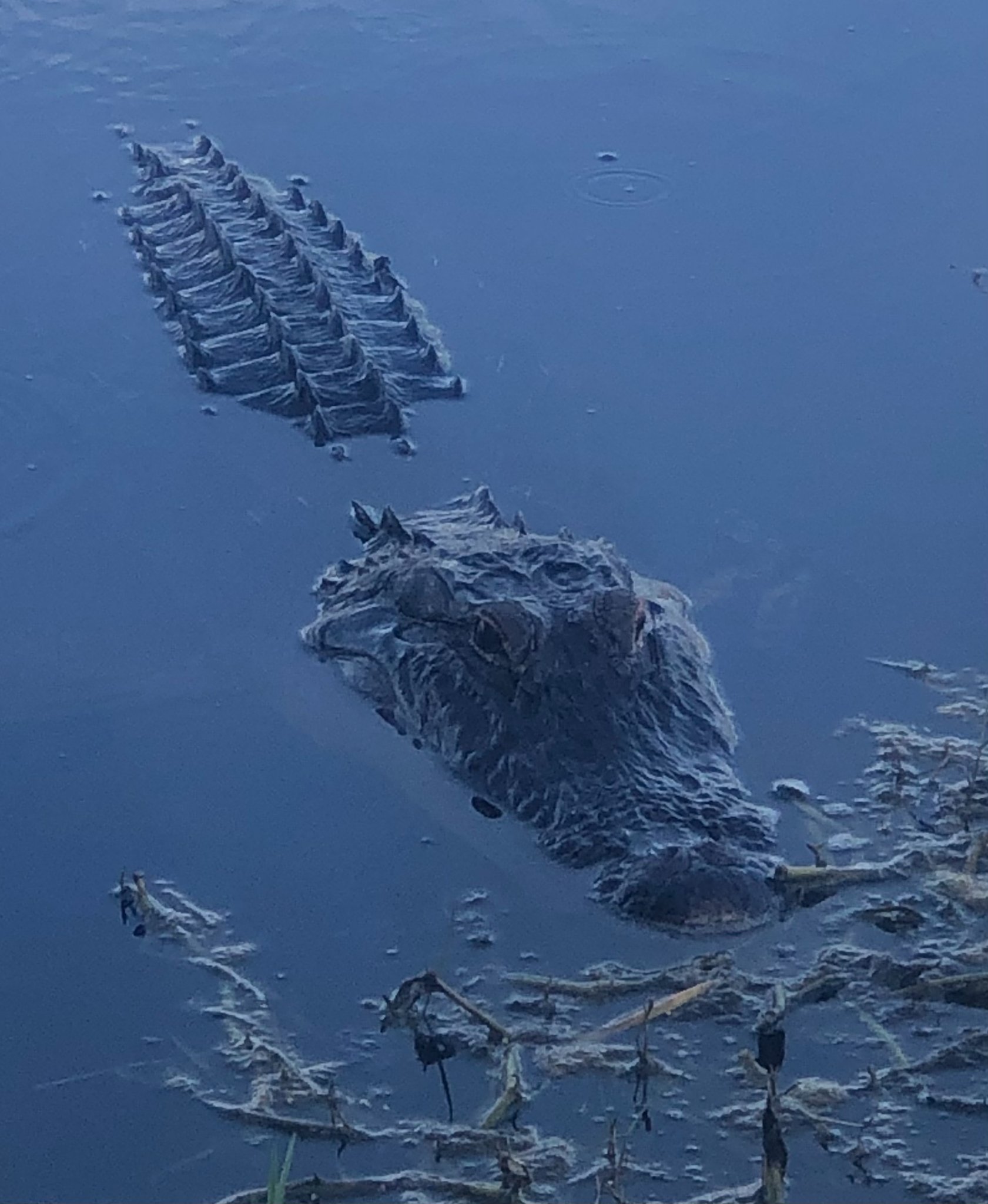 Alligator leaps out of water towards a man taking its pictures. Watch ...